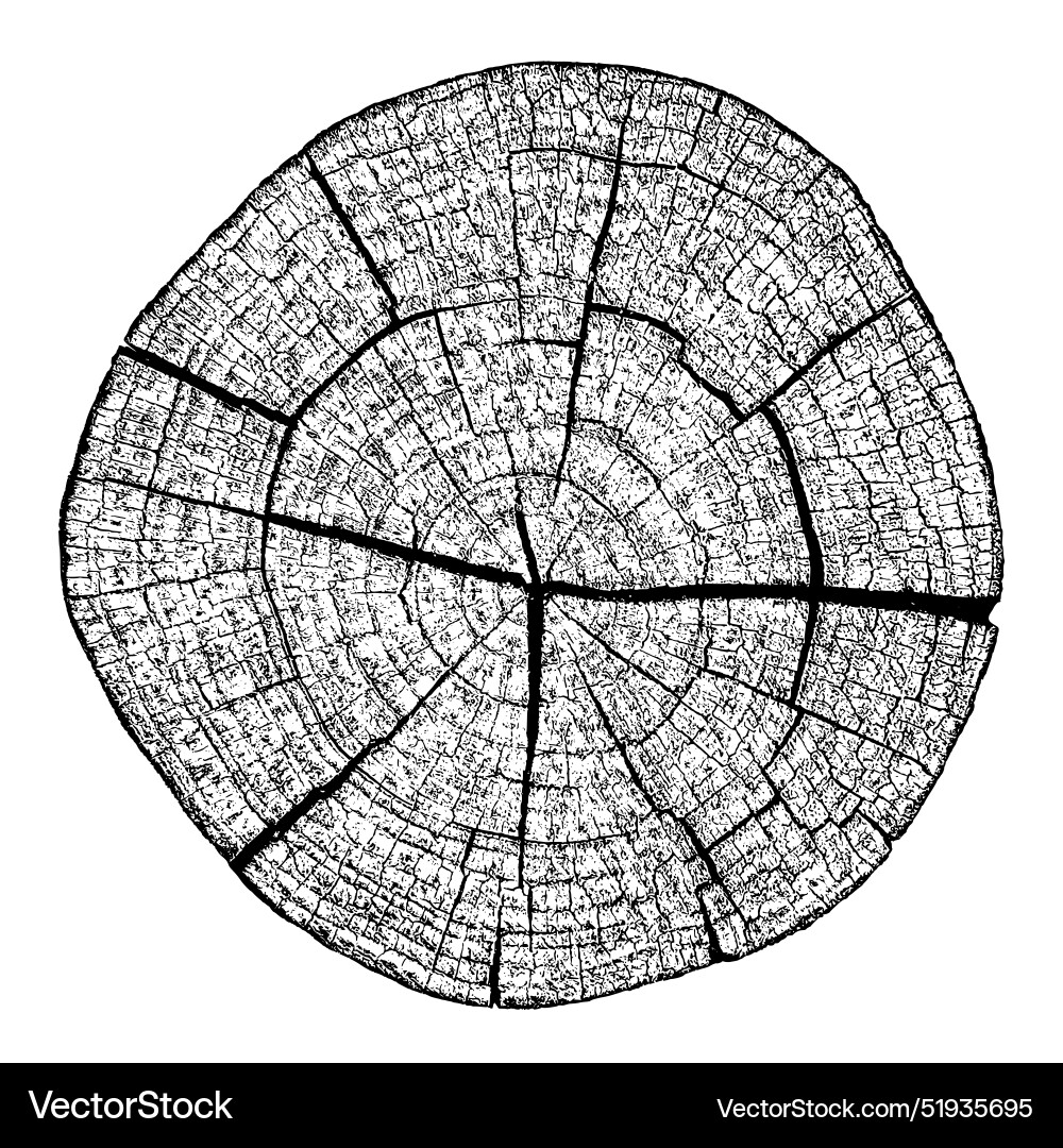 Wood texture cross section of tree rings Vector Image