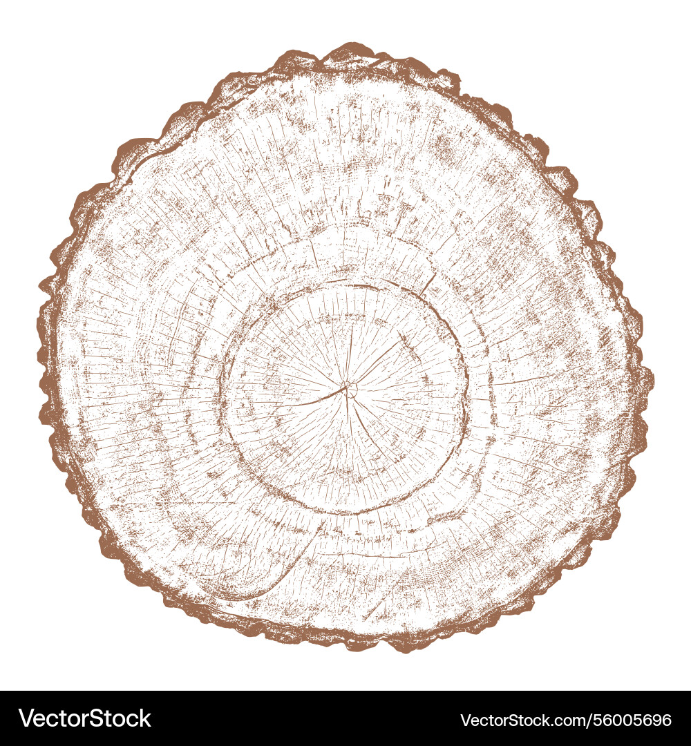 Wood texture cross section of tree rings Vector Image