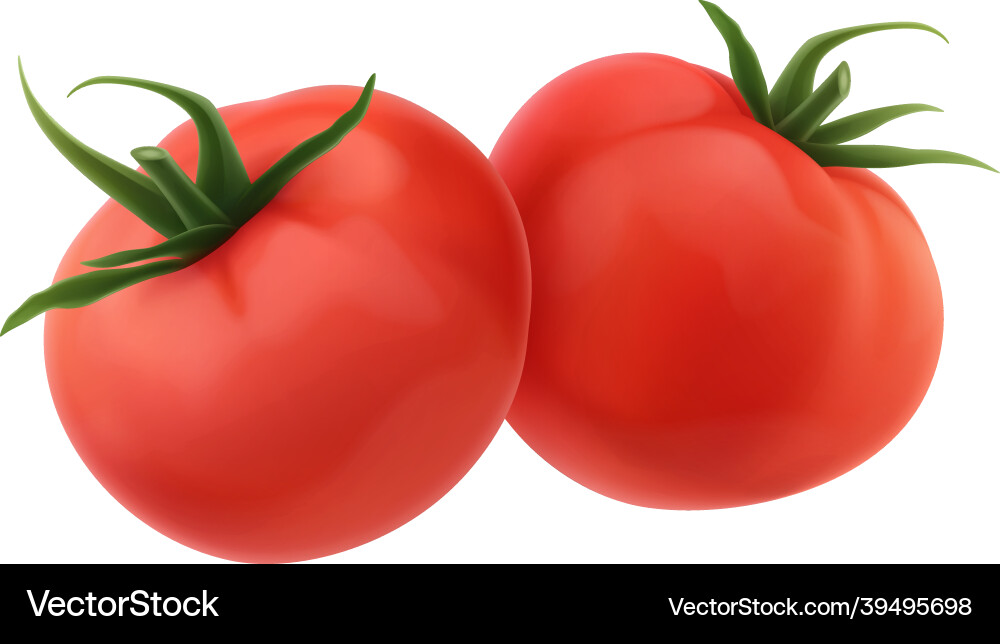 Tomatoes realistic Royalty Free Vector Image - VectorStock