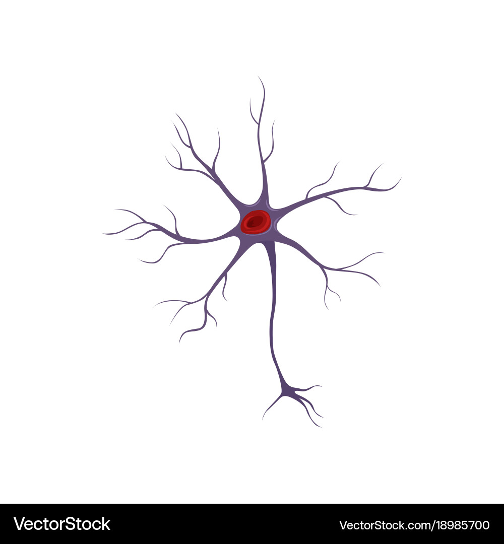 Structure of neuron nerve cell anatomy Royalty Free Vector