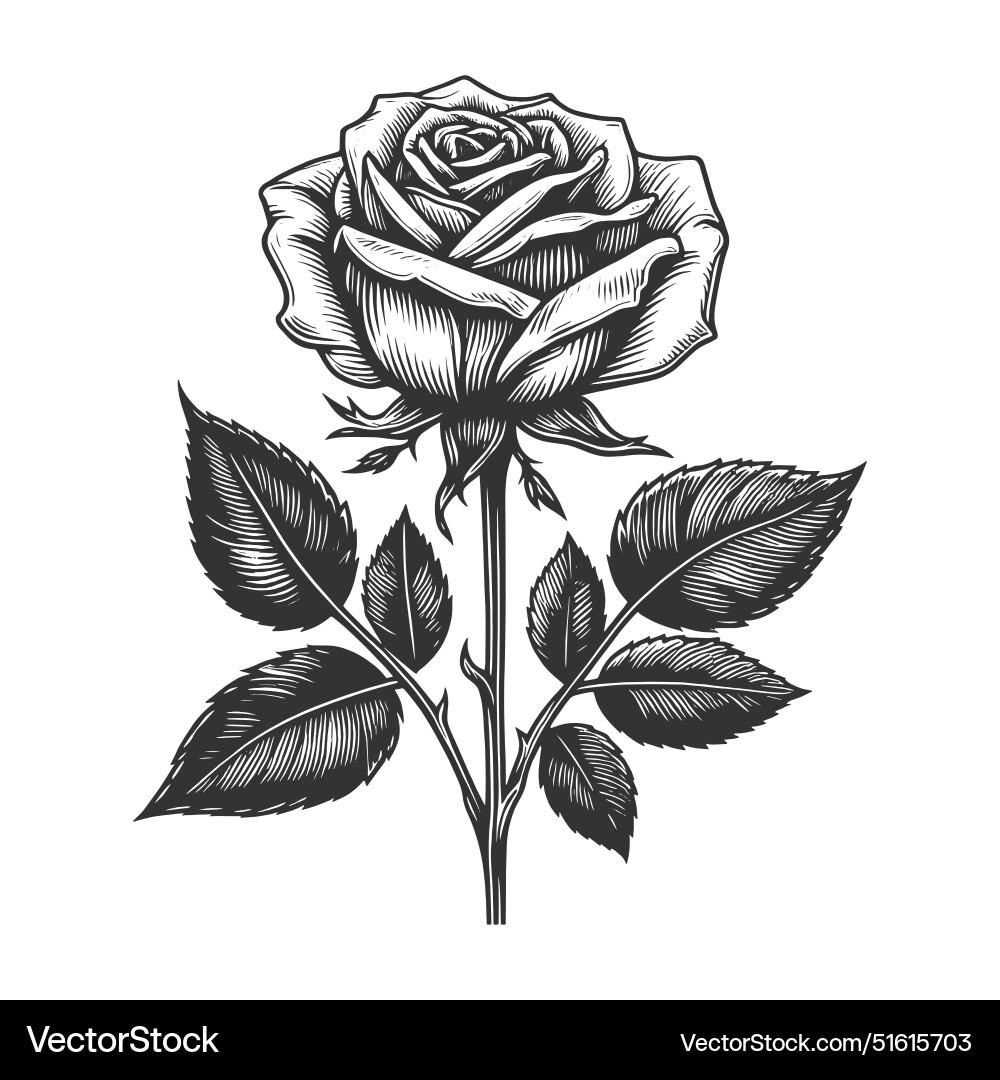 Rose engraving sketch Royalty Free Vector Image