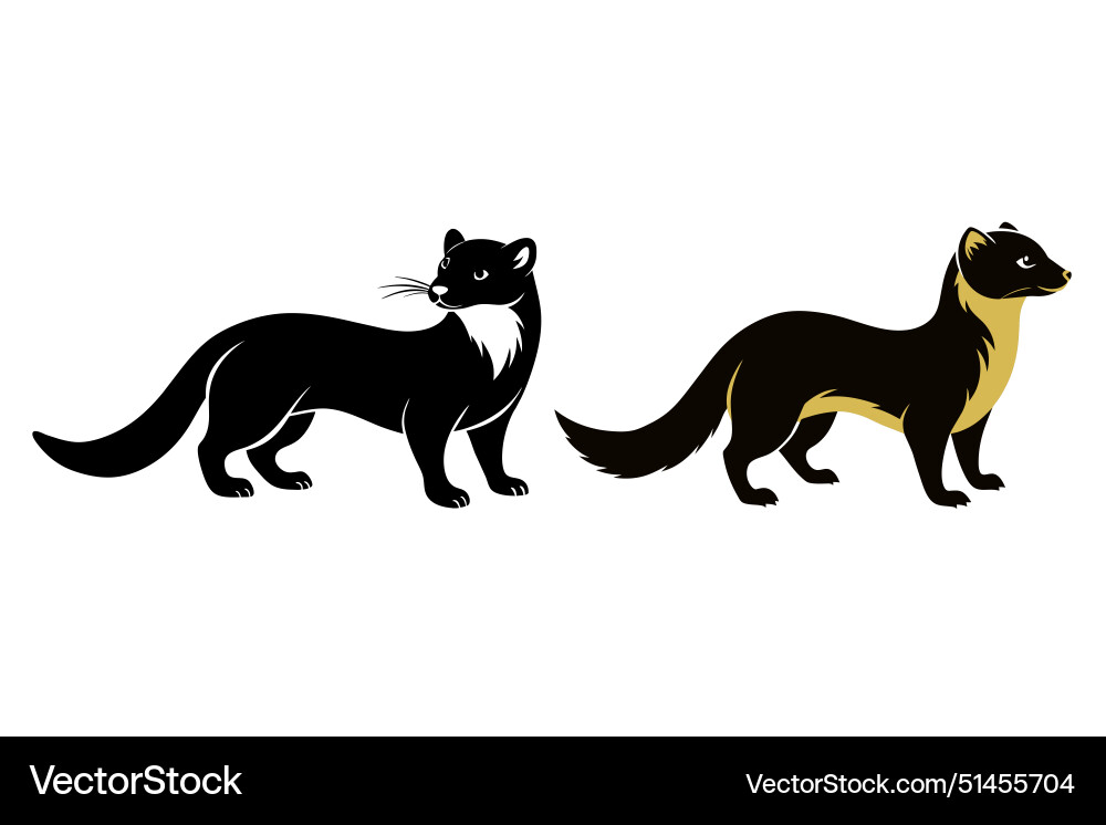 Exploring the north american marten habitat Vector Image