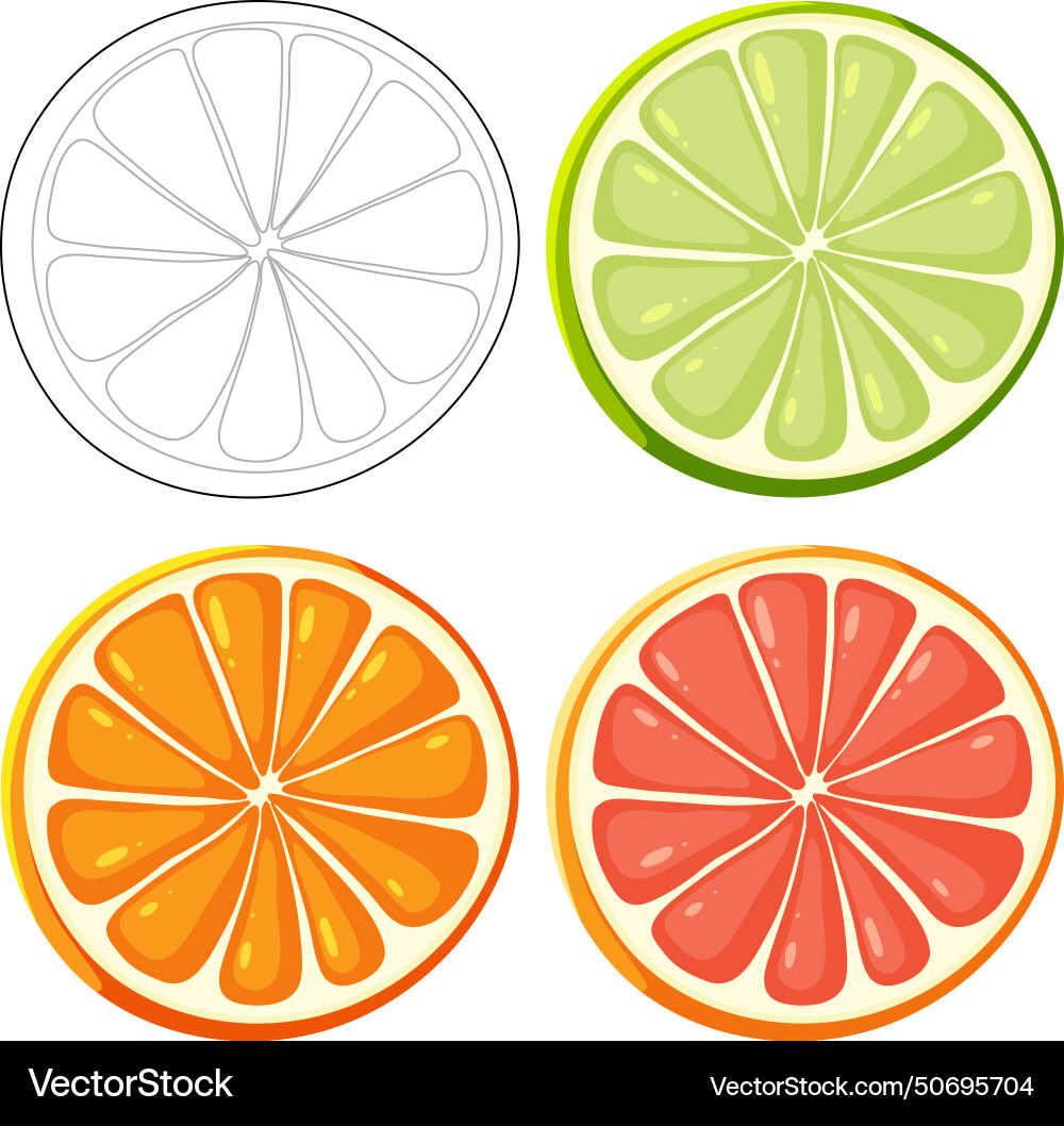 Four citrus fruit slices Royalty Free Vector Image