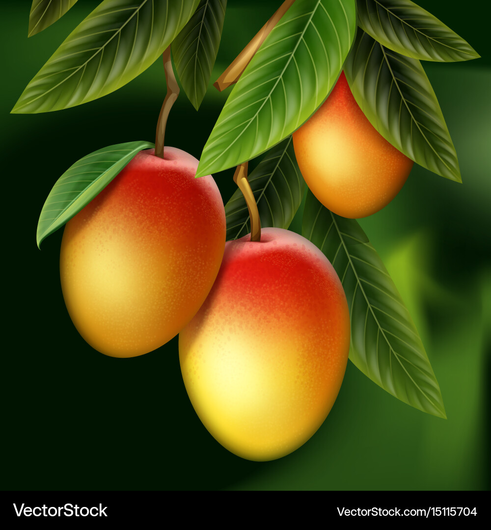 Mango on branch Royalty Free Vector Image - VectorStock