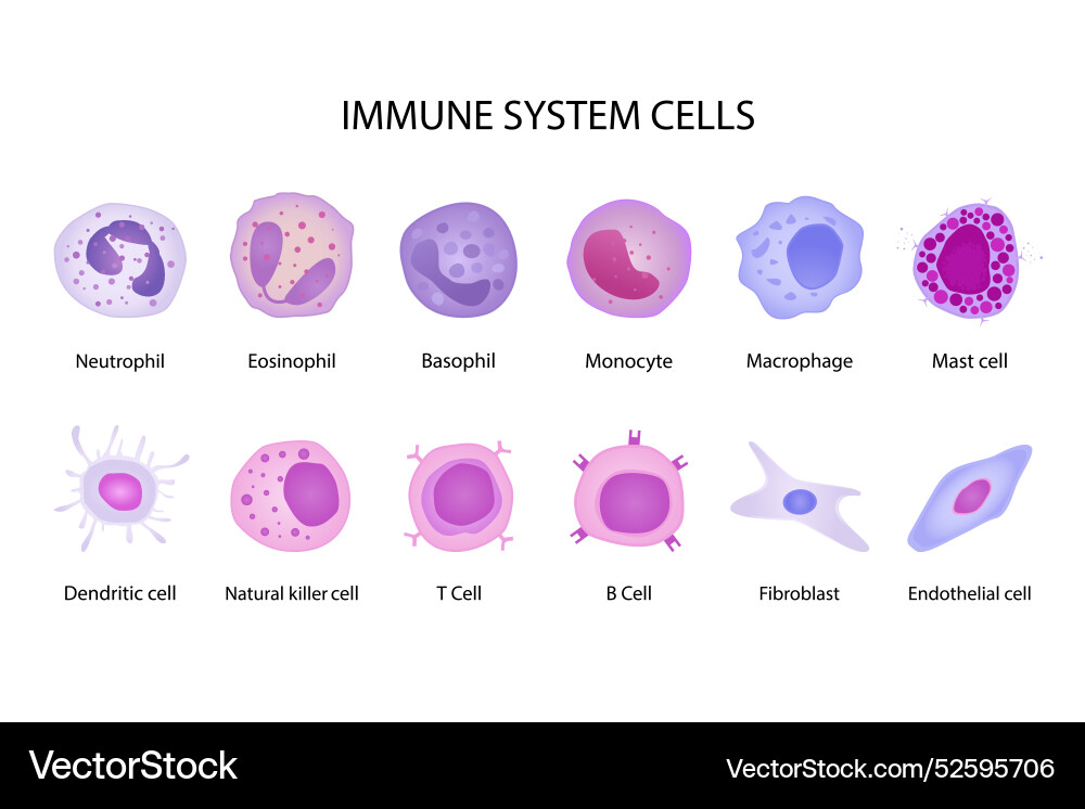 Immune system cells cartoon flat different shaped Vector Image