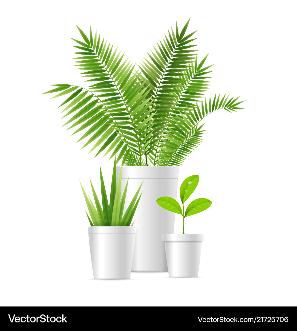 Realistic Plant Pots Set Royalty Free Vector Image