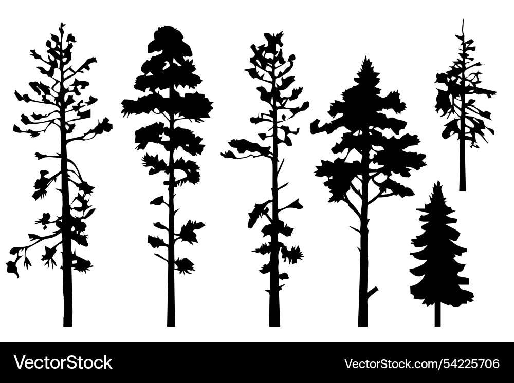 Silhouette various pines trees collections Vector Image