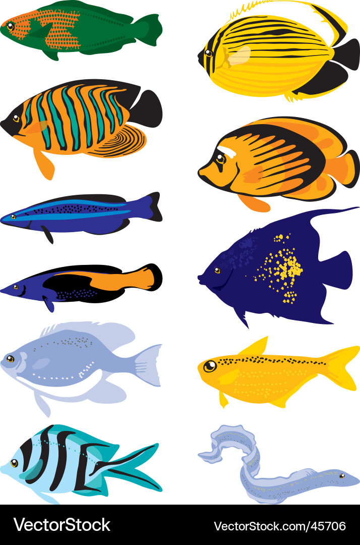 Tropical fish Royalty Free Vector Image - VectorStock