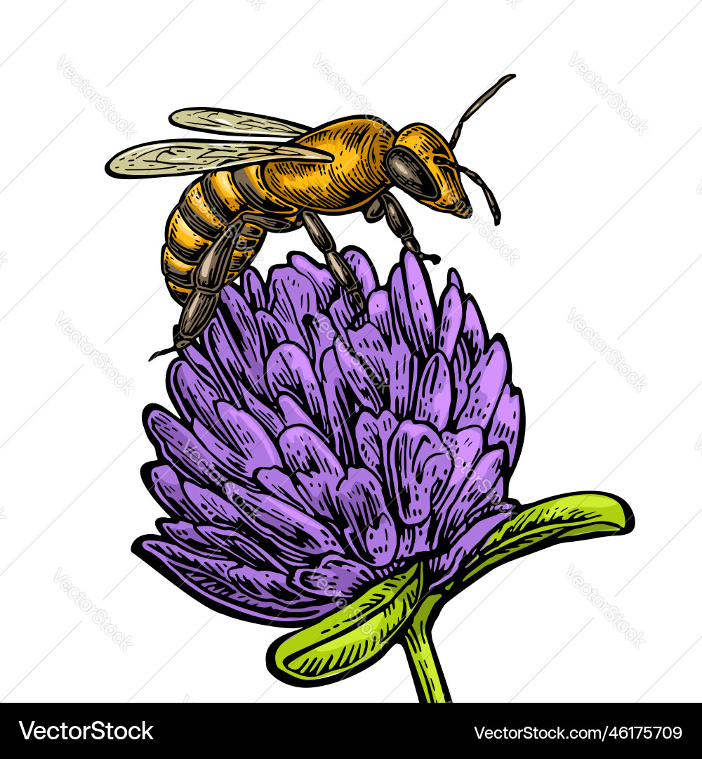Bee pollen from clover vintage Royalty Free Vector Image