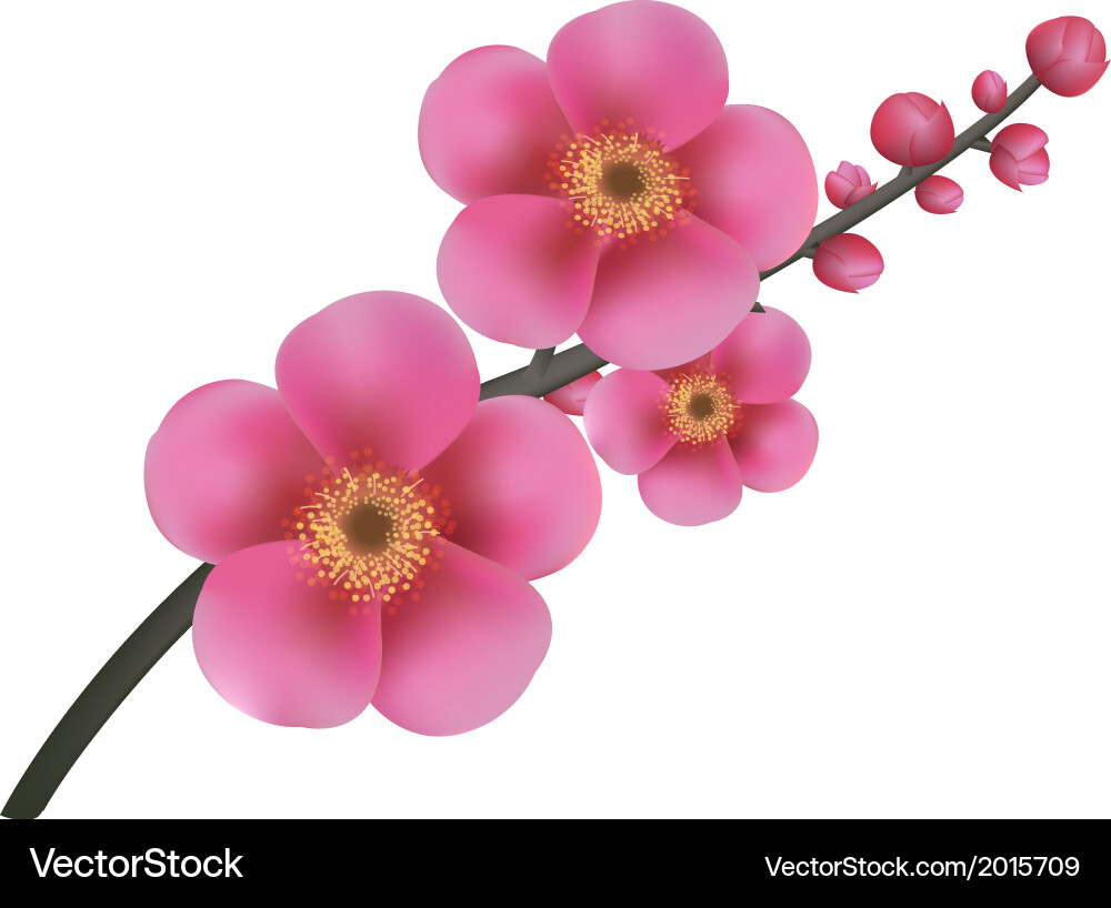 Sakura flowers Royalty Free Vector Image - VectorStock