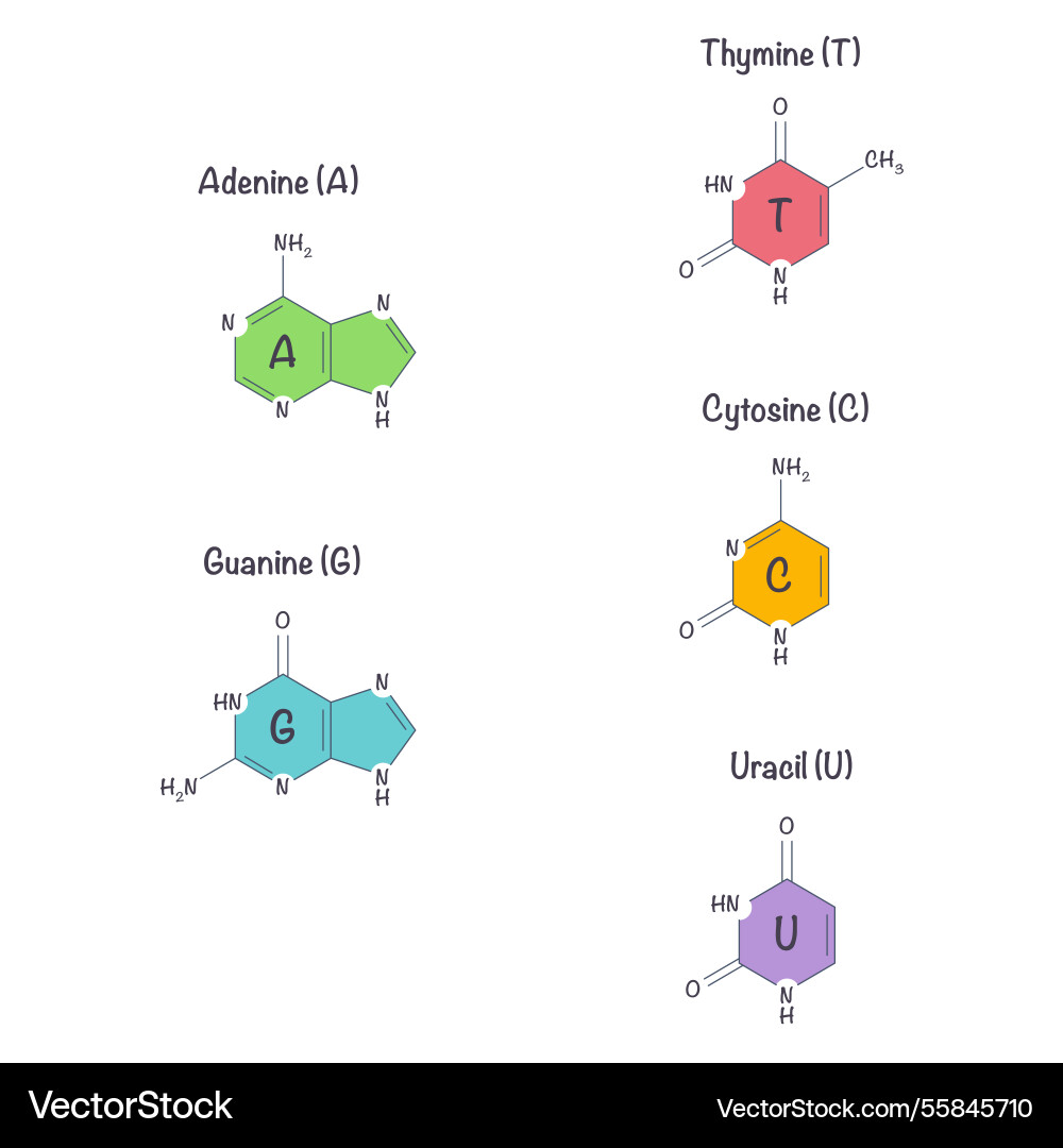 Pyrimidines and purines that make up dna rna Vector Image