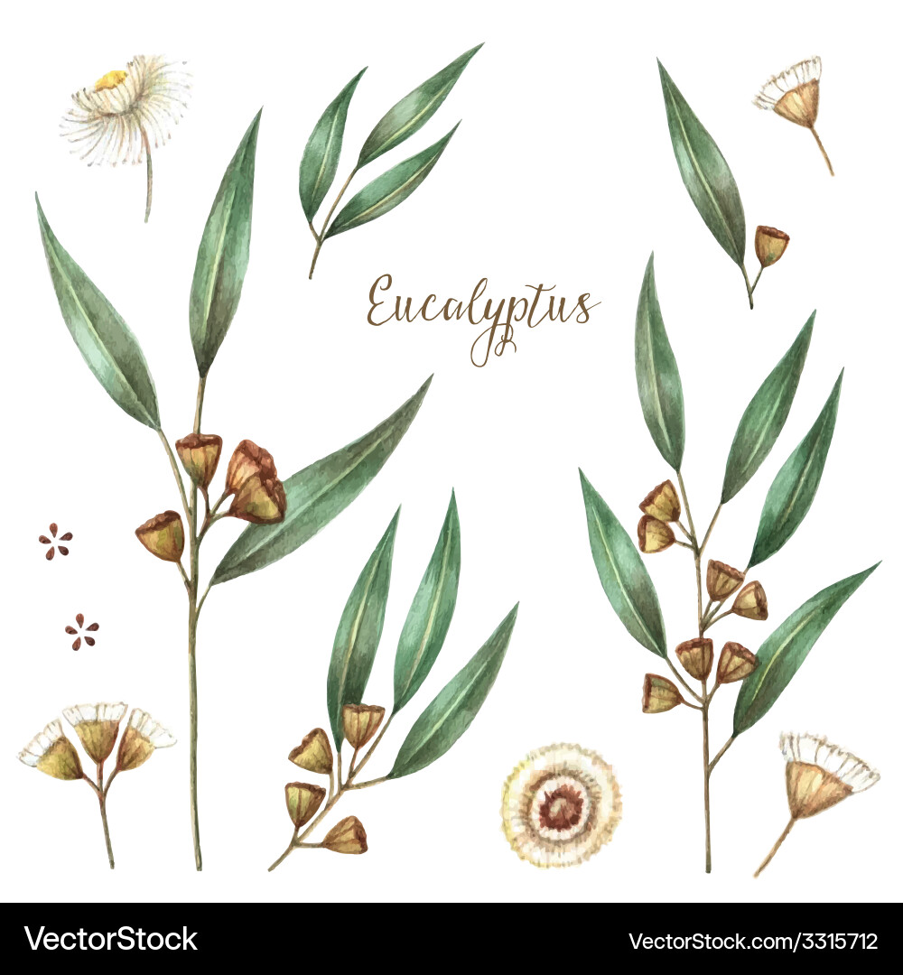 Australian Gum Leaves Vector Images (65)