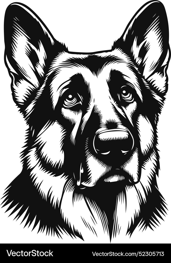 German shepherd dog in different poses on a white Vector Image