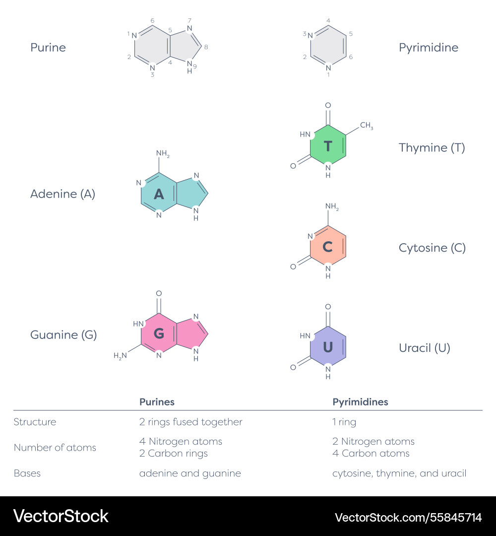 Pyrimidines and purines that make up dna rna Vector Image
