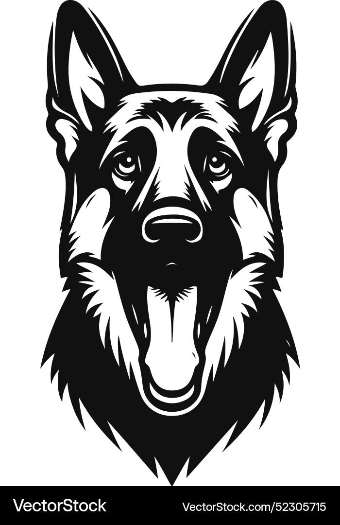 German shepherd dog in different poses on a white Vector Image