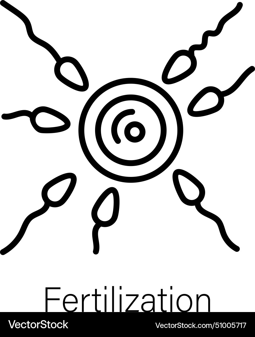 Fertilization Royalty Free Vector Image - VectorStock
