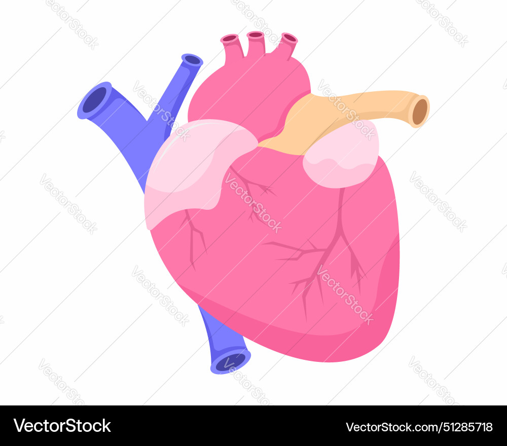 Human heart anatomy cardiovascular system Vector Image