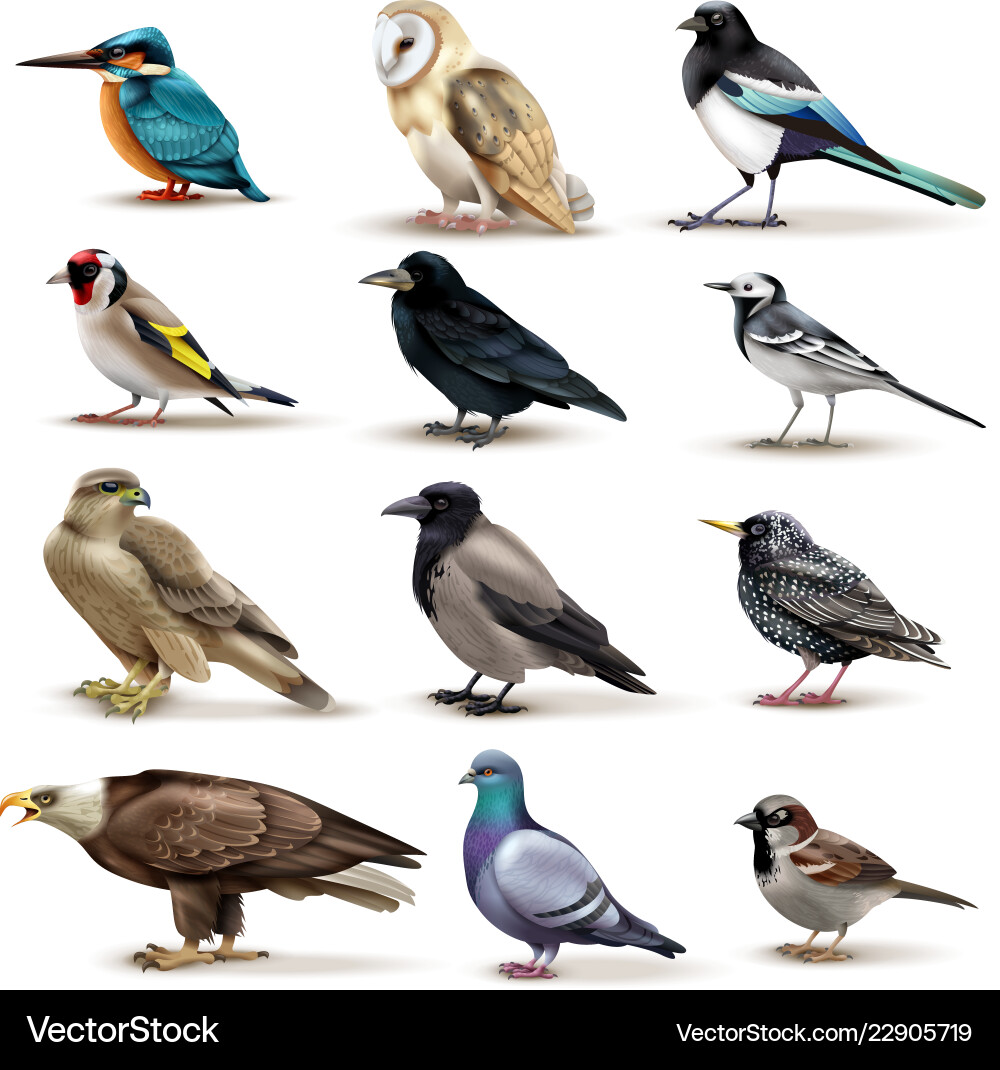 Birds realistic fauna collection Royalty Free Vector Image