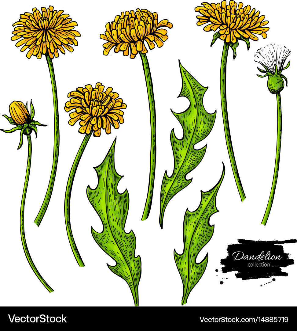 Dandelion Flower Drawing Dandelion Flower Art By Nature Art Wall Art