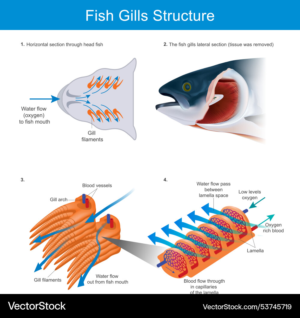 Fish Gill Anatomy - Close-Up Structure – Royalty-Free Vector | VectorStock