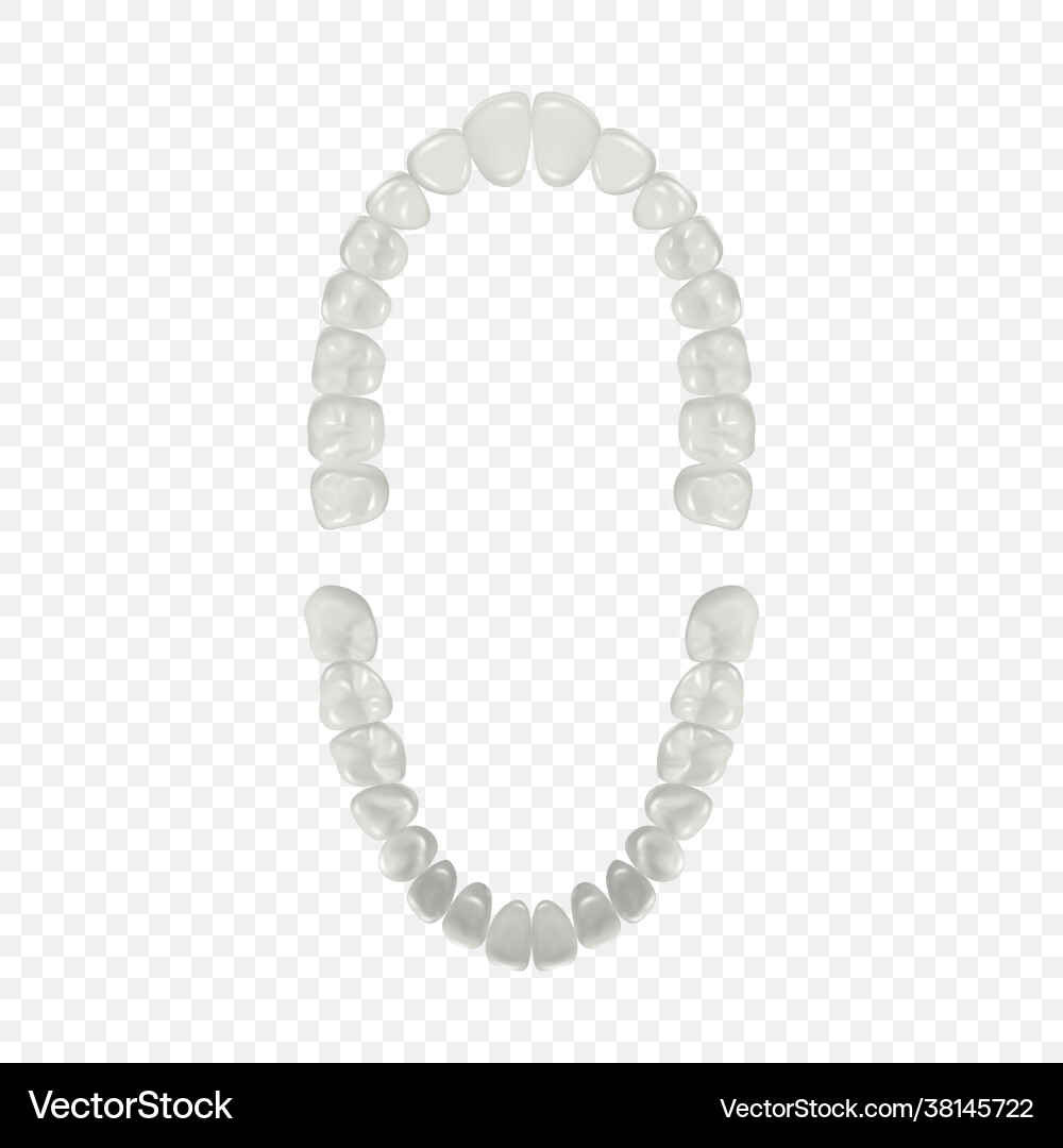 3d realistic teeth upper lower adult jaw Vector Image