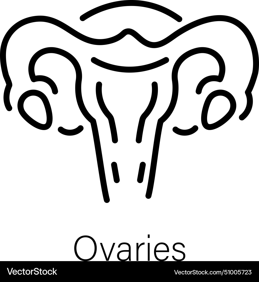 Ovaries Royalty Free Vector Image - VectorStock