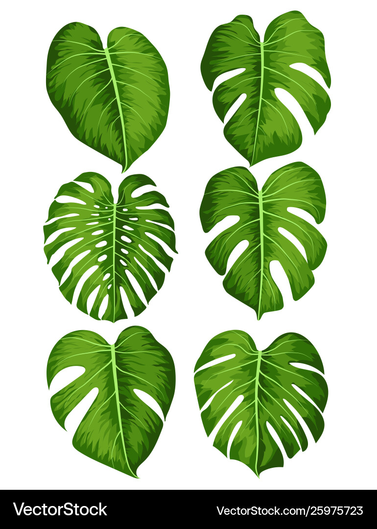 Tropical Monstera Leaves Royalty Free Vector Image