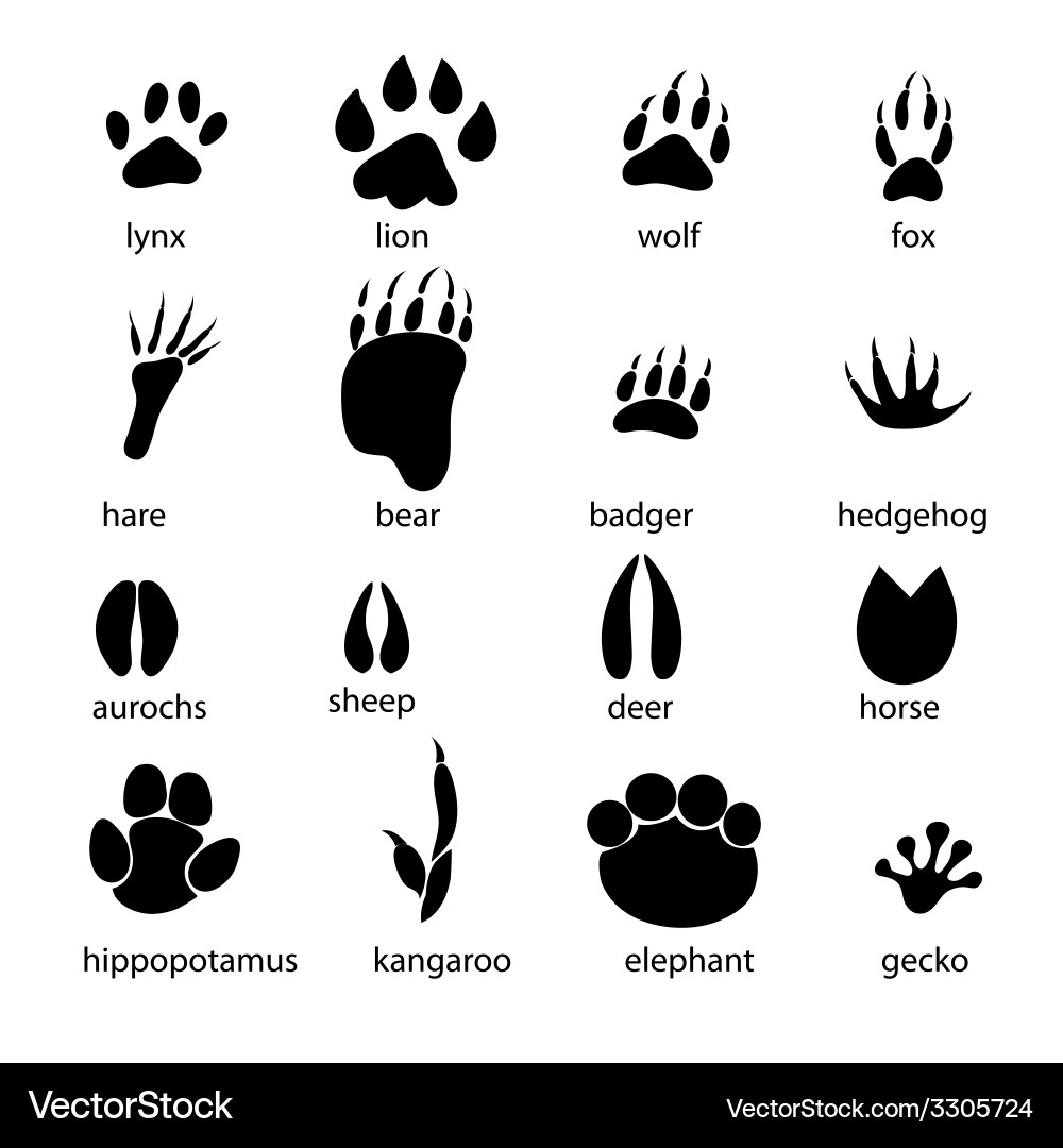 Animal Footprint Collection Royalty Free Vector Image