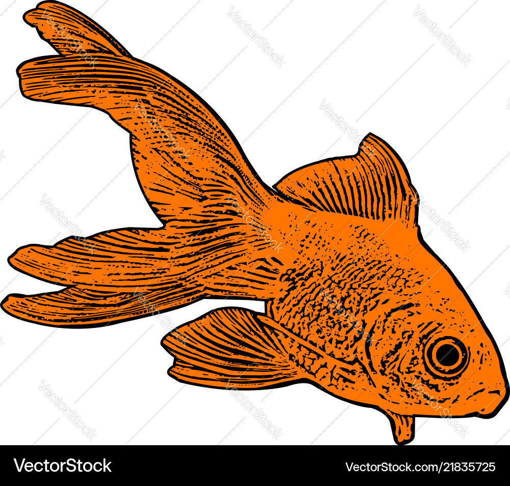 Gold fish Royalty Free Vector Image - VectorStock