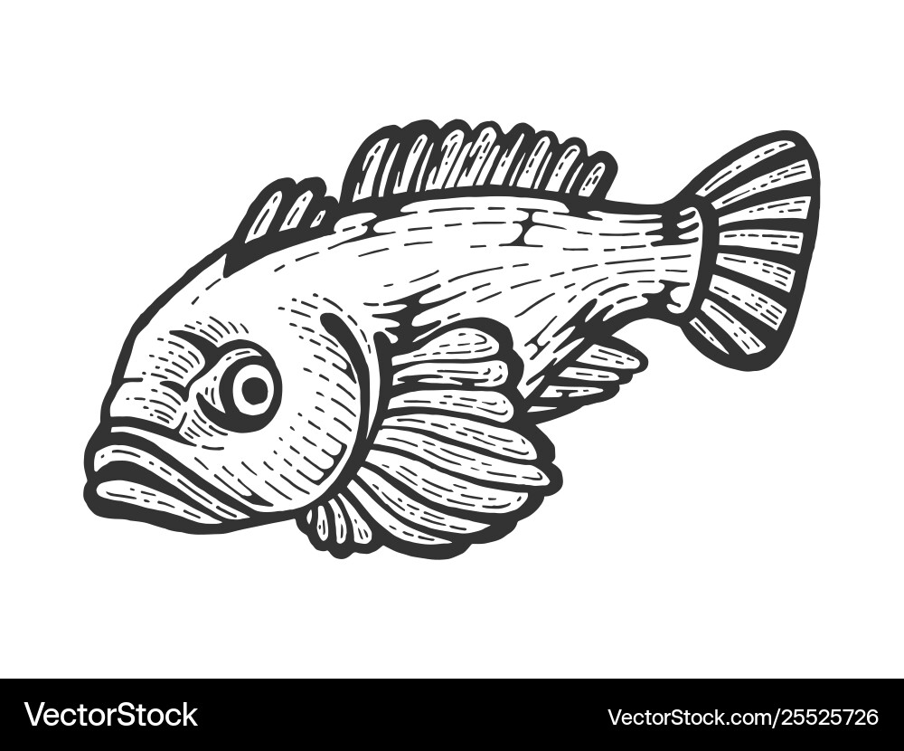 Goby fish sketch Royalty Free Vector Image - VectorStock