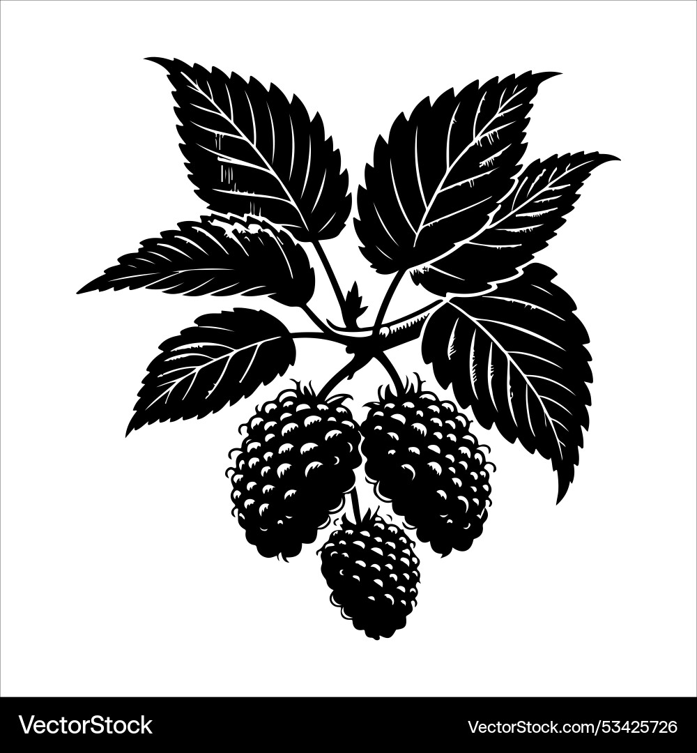 Mulberry art Royalty Free Vector Image - VectorStock