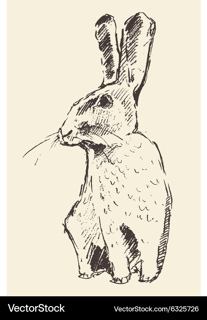 Rabbit engraving style vintage hand drawn sketch Vector Image
