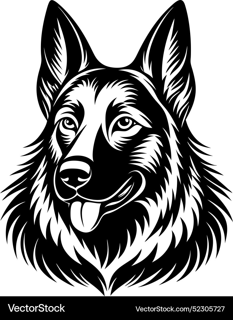 German shepherd dog in different poses on a white Vector Image