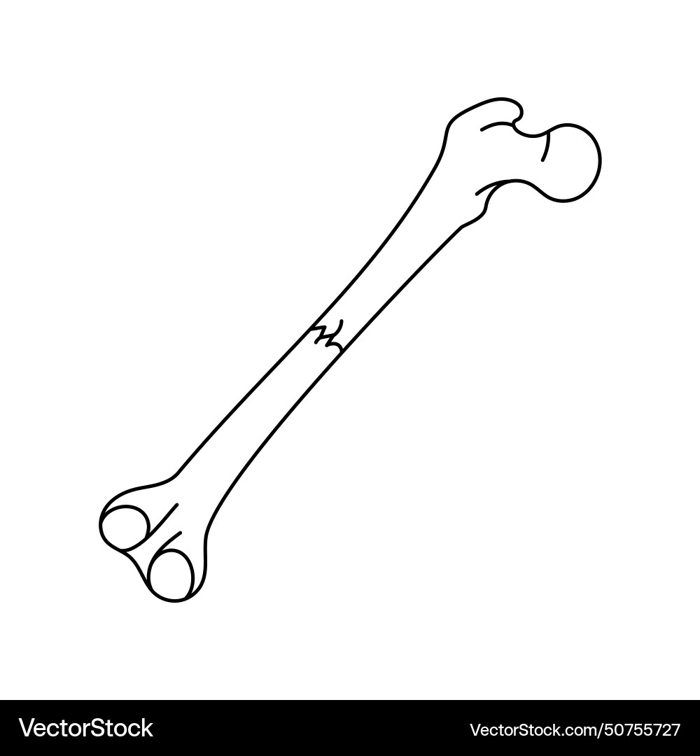 Transverse bone fracture line icon Royalty Free Vector Image