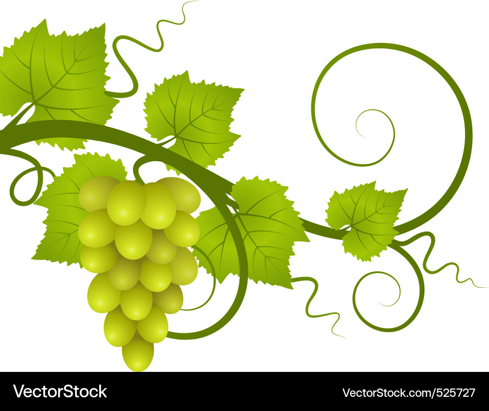 Vine Royalty Free Vector Image - VectorStock