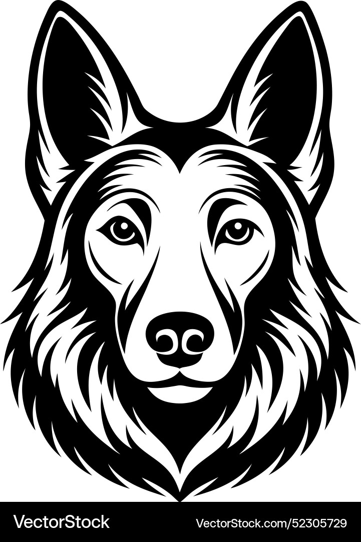 German shepherd dog in different poses on a white Vector Image