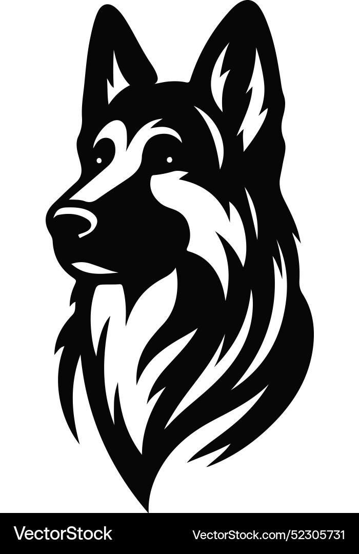 German shepherd dog in different poses on a white Vector Image