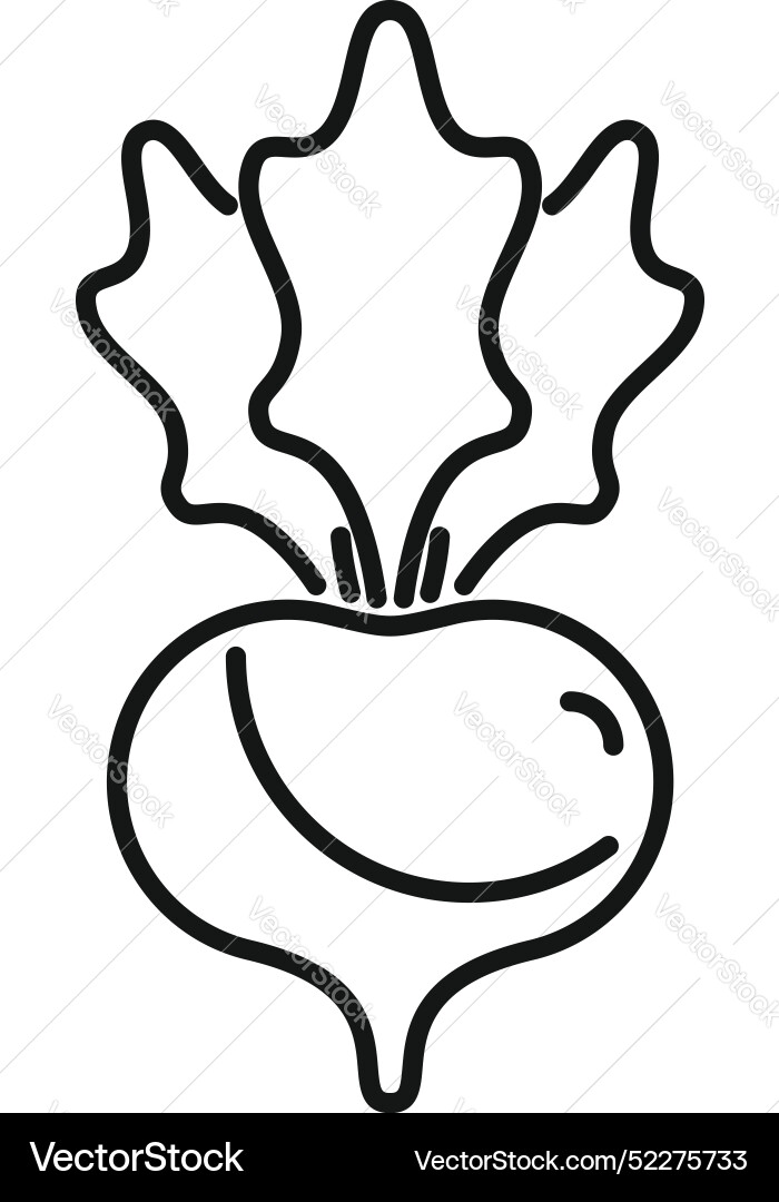 Black beetroot icon showing fresh vegetable Vector Image