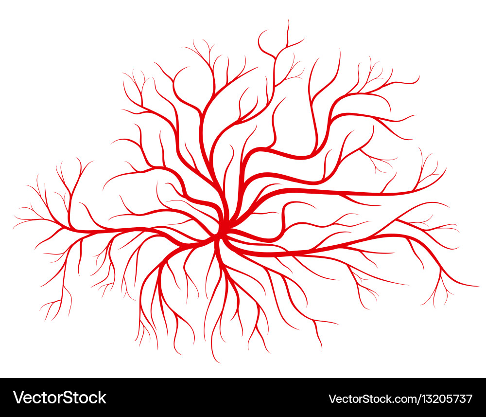 Human blood veins red vessels Royalty Free Vector Image