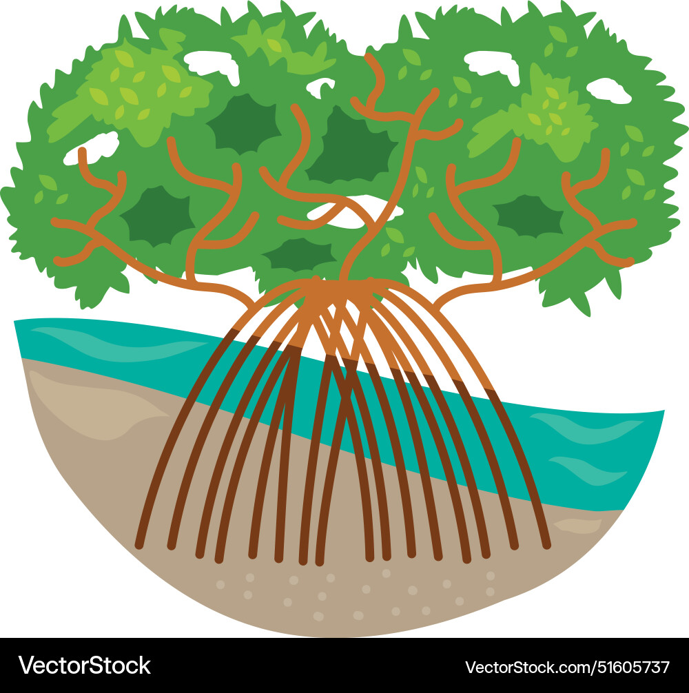Mangroves green leaves and roots Royalty Free Vector Image