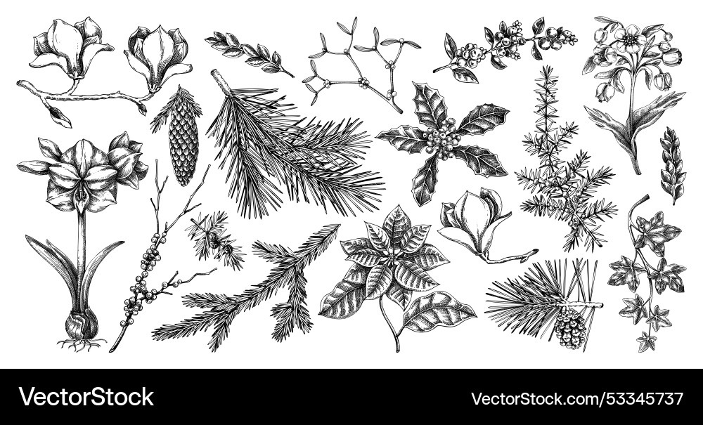 Winter flower conifer trees evergreen plants Vector Image