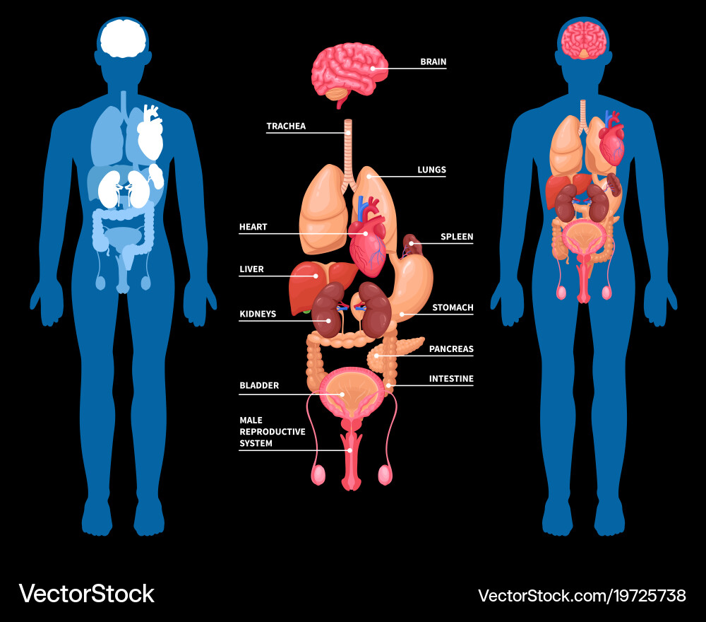 menschliche Anatomie interne Organe Layout Vektorbild