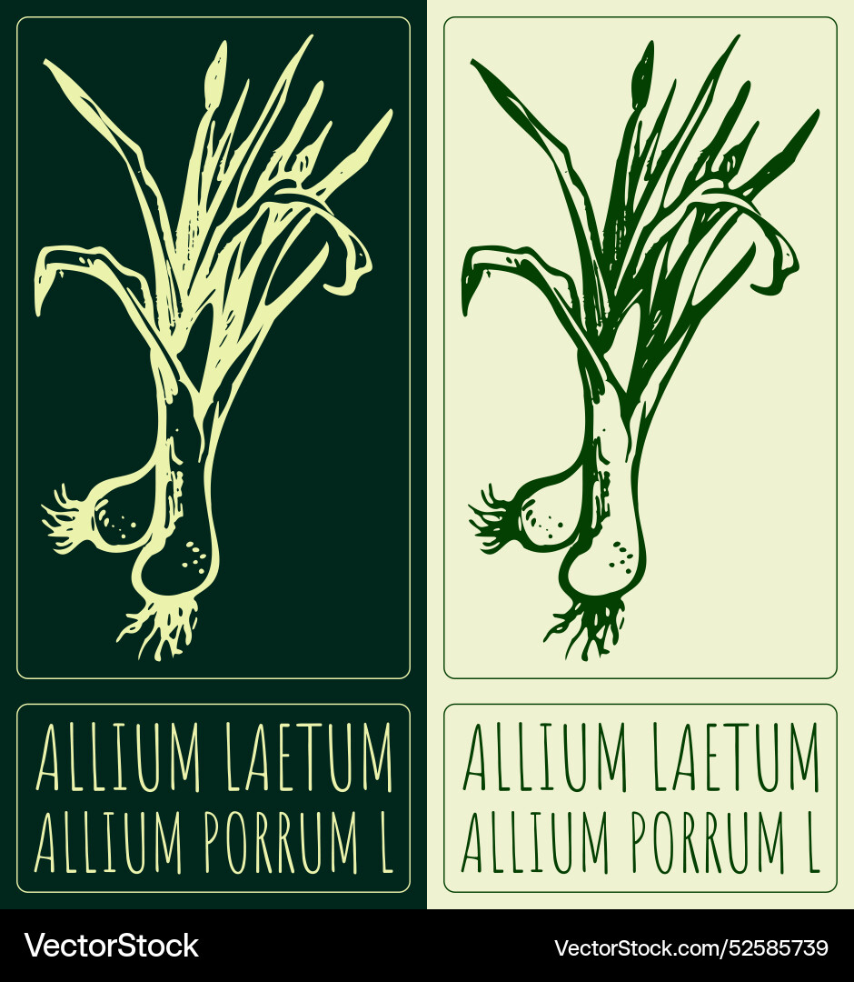 Drawing allium laetum hand drawn Royalty Free Vector Image