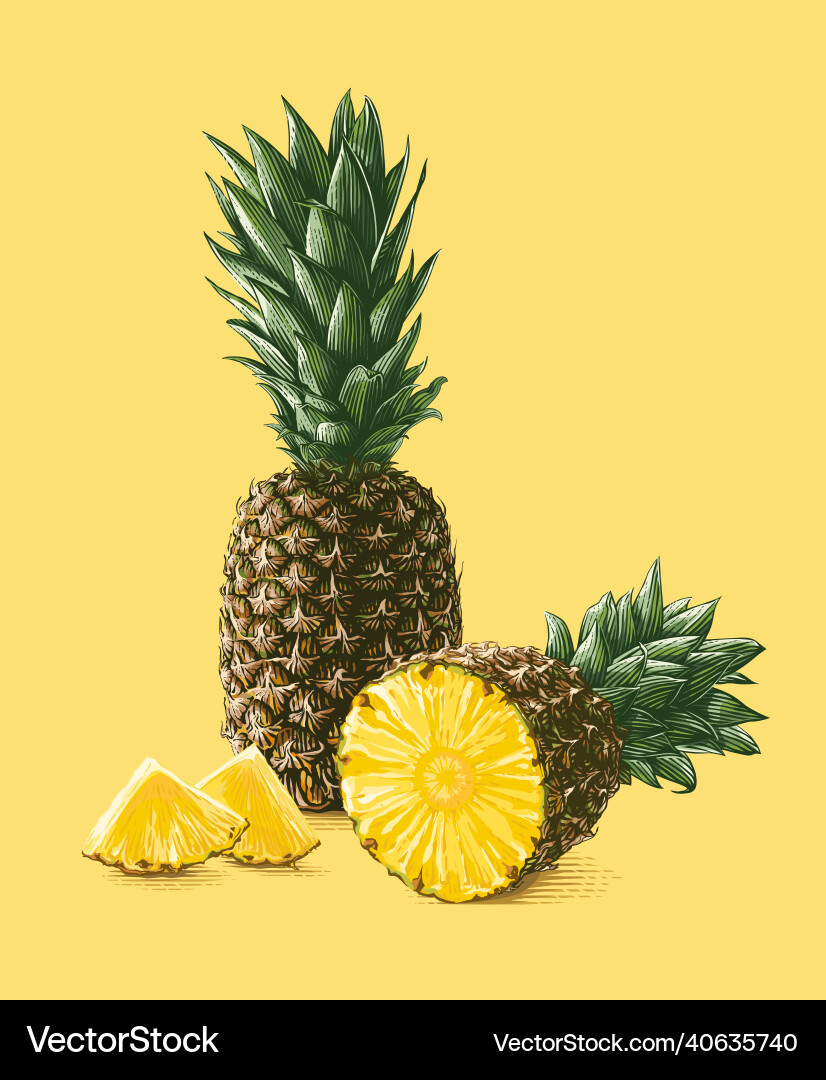 Bunte Ananas Hand Zeichnung Skizze Gravur Vektorbild