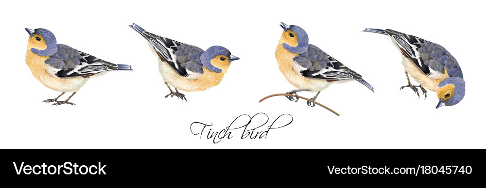 Finch bird set Royalty Free Vector Image - VectorStock