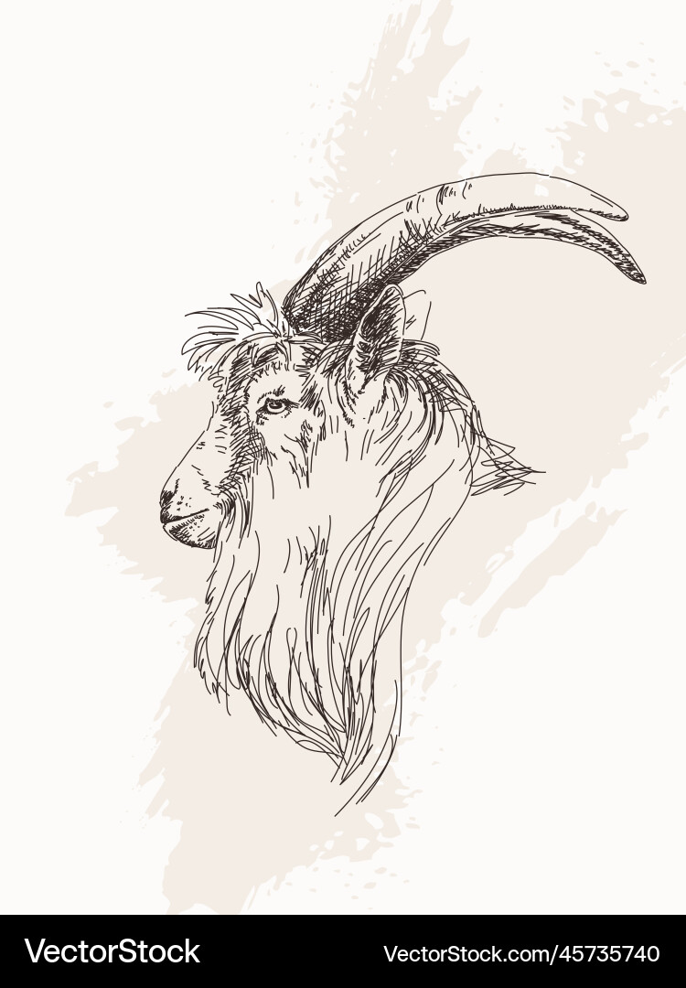 Goat portrait sketch hand drawn Royalty Free Vector Image