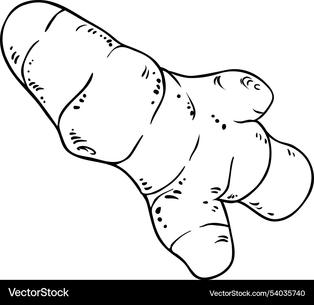 Turmeric root isolated outline Royalty Free Vector Image