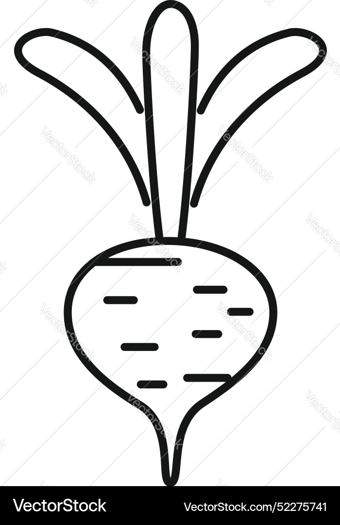 Fresh beetroot with leaves growing in black line Vector Image