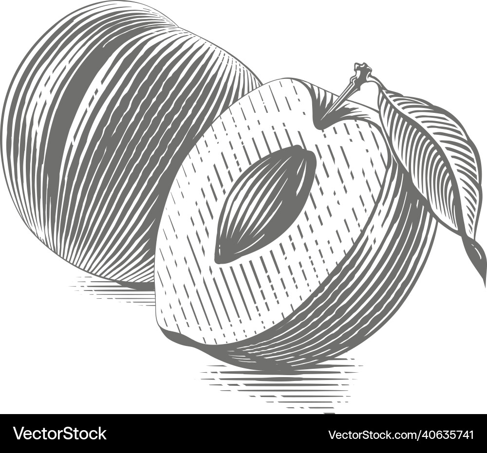 Plum hand drawing sketch engraving Royalty Free Vector Image