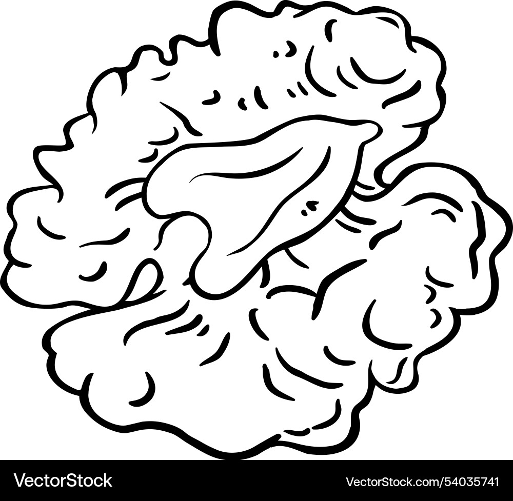 Walnut outline isolated Royalty Free Vector Image